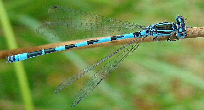 Agrion De Mercure Coenagrion Mercuriale 